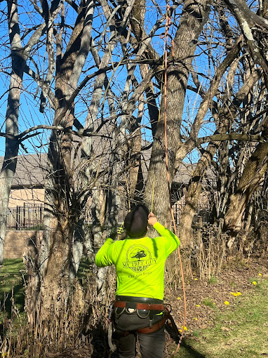 Commercial Tree Services, Nashville, TN | My Tree Guy