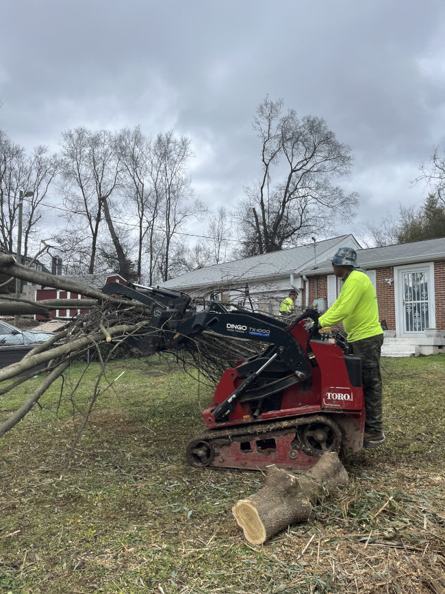Tree Removal, Nashville, TN | My Tree Guy
