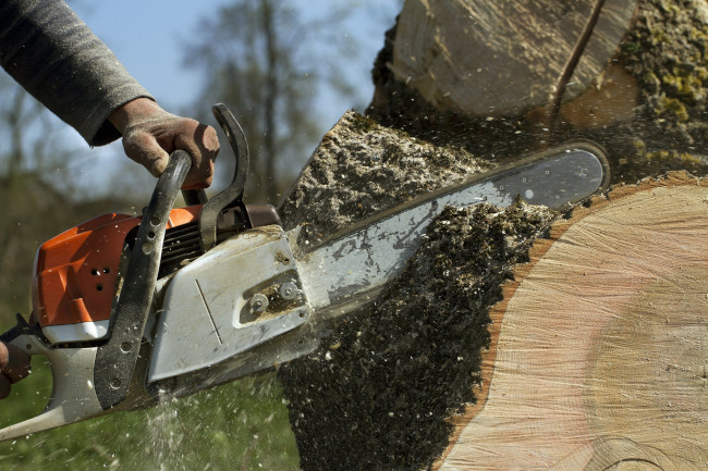 Tree Stump Grinding, Nashville, TN | My Tree Guy