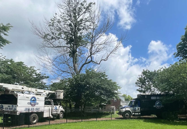 Free Quote | My Tree Guy