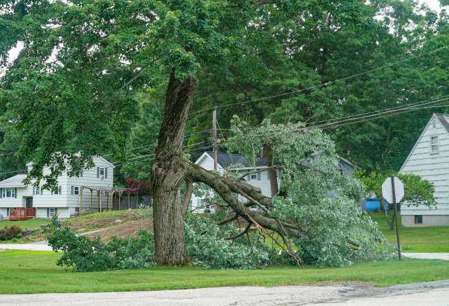 Tree Safety Tips for Preventing and Reacting to Tree Emergencies | My ...